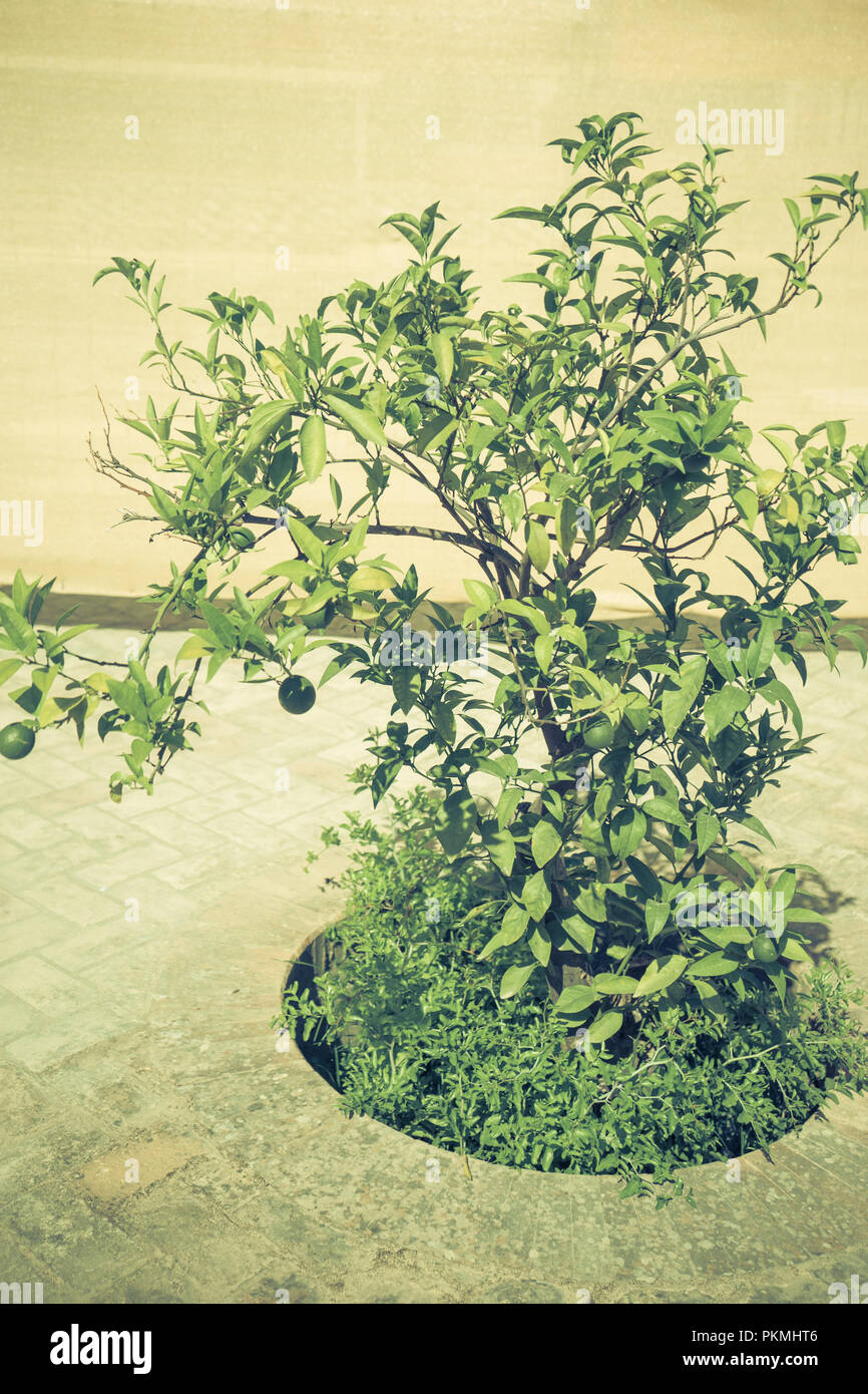 Small orange tree hi-res stock photography and images - Alamy
