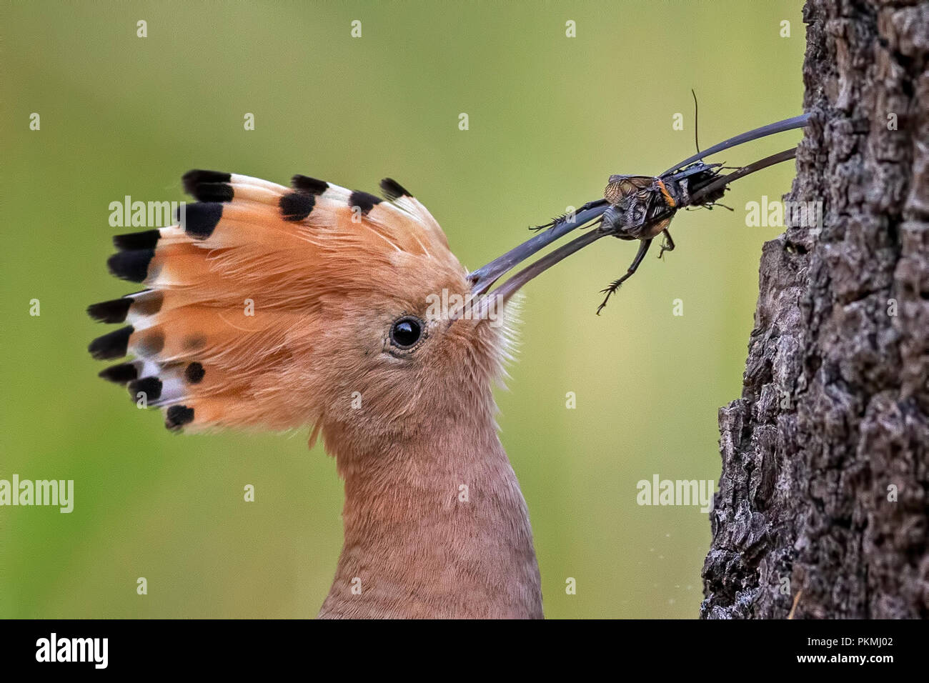 Brooding male hi-res stock photography and images - Alamy