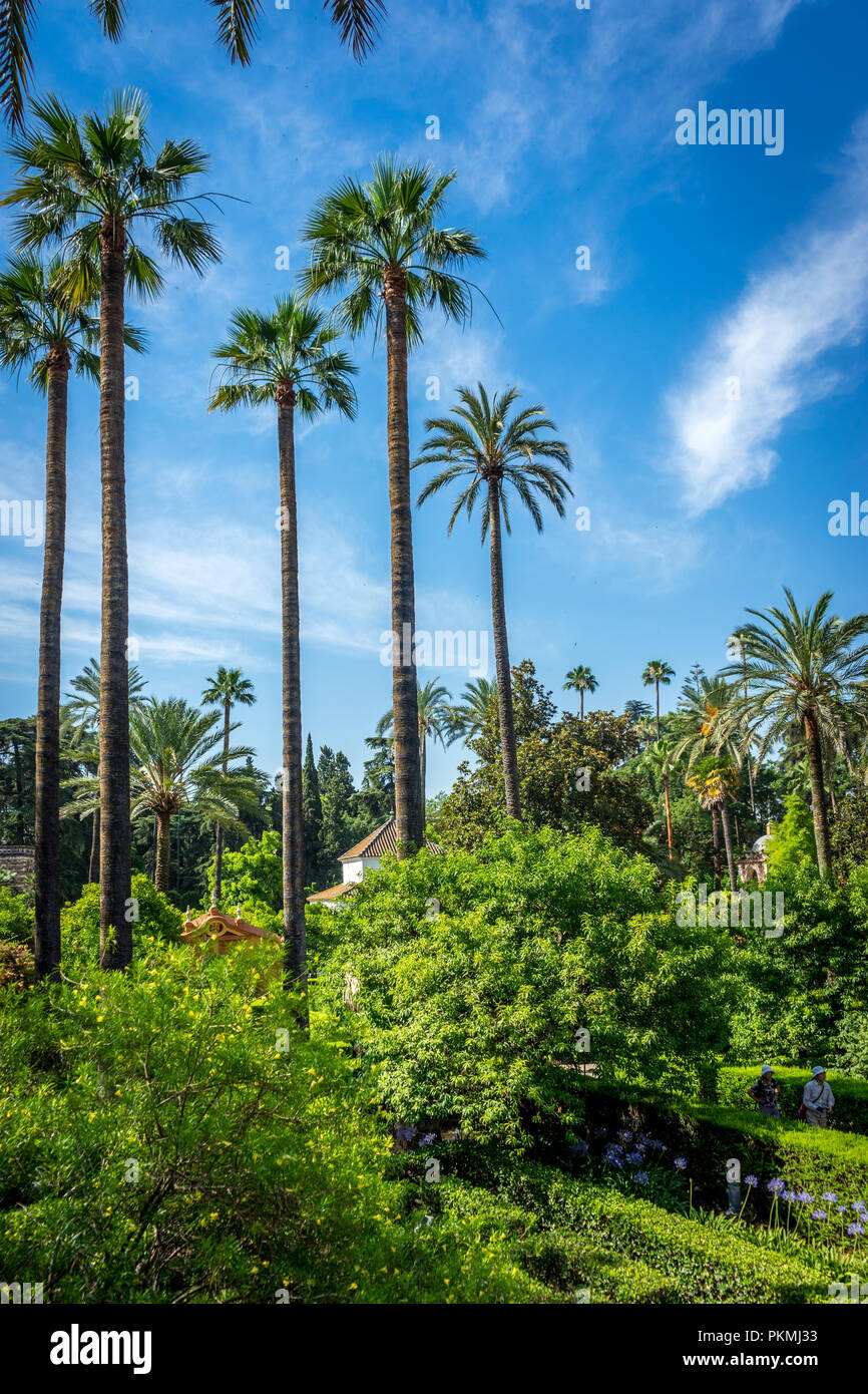 Palm trees with a blue sky in Seville, Spain, Europe Stock Photo - Alamy