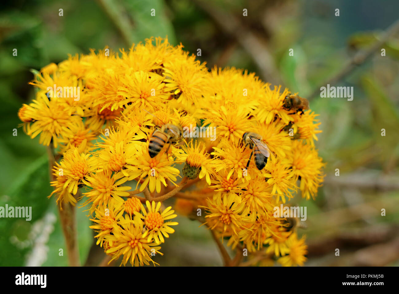 Vibrant yellow wild flowers with many bees on Huayna Picchu Mountain ...