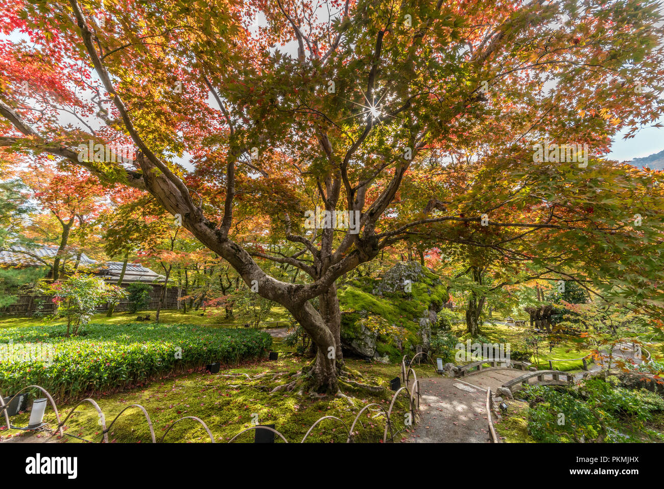 Momiji (Maple Tree) Autumn leaves and Fall foliage at Hogon-in temple ...