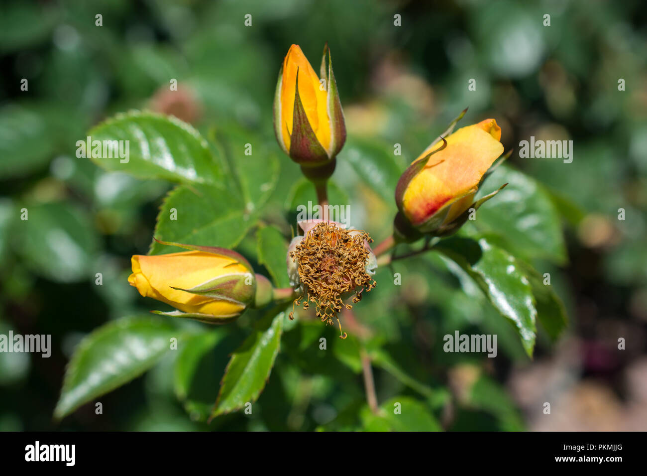 Flower without petals in the garden in spring Stock Photo - Alamy