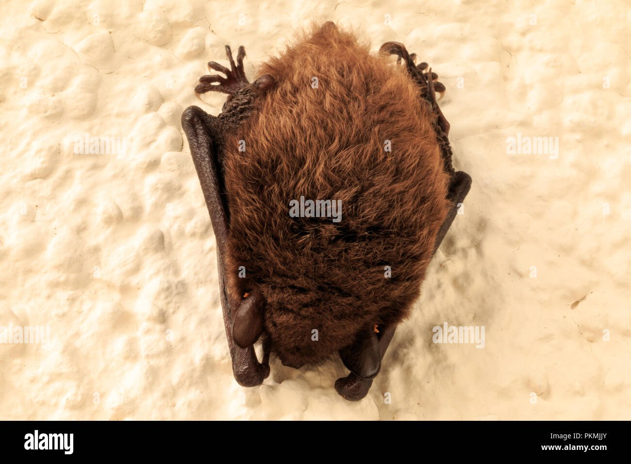 Bat sleeps on a house wall of an apartment building Stock Photo - Alamy