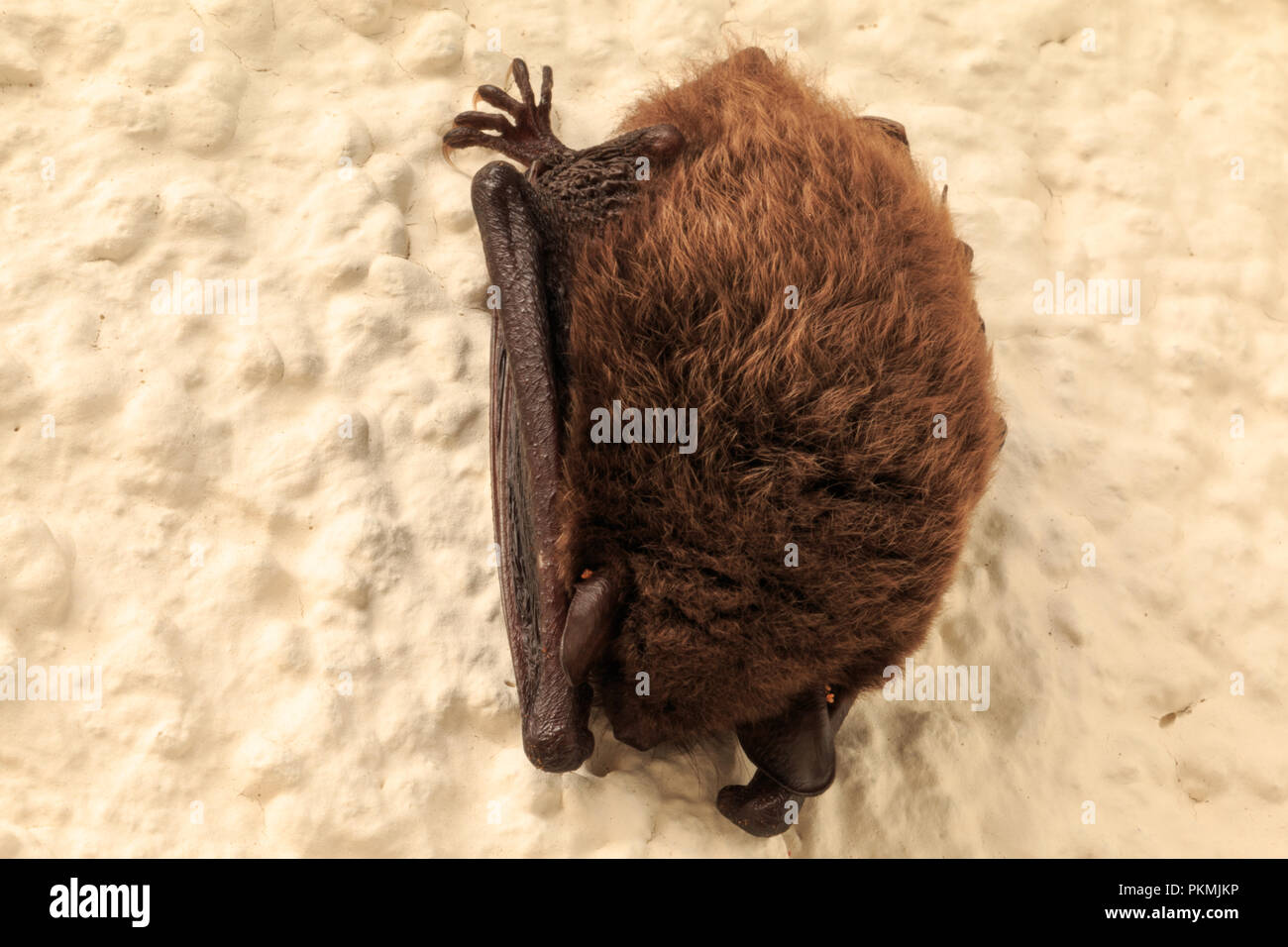 Bat sleeps on a house wall of an apartment building. The bat was ...