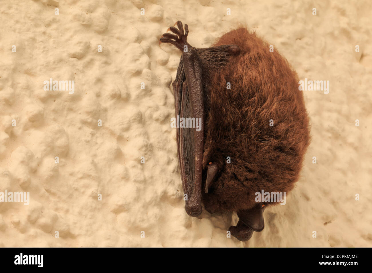 Sleeping bat on the house wall Stock Photo - Alamy