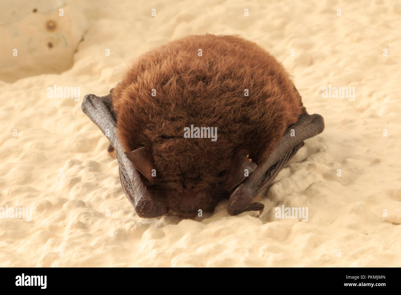 Sleeping witch hi-res stock photography and images - Alamy
