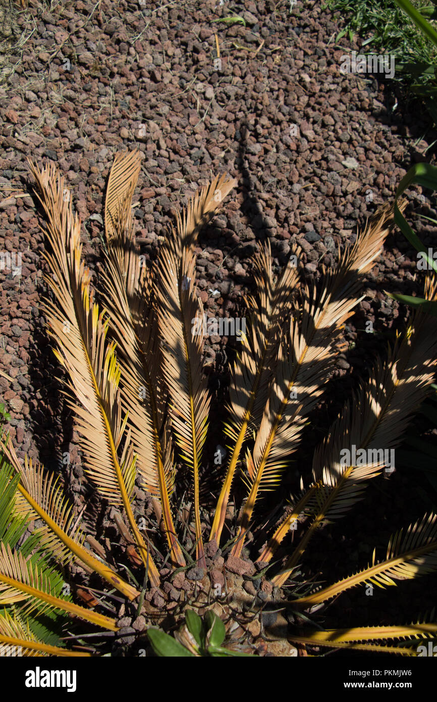 Dry tree leaf as an Autumn background Stock Photo - Alamy