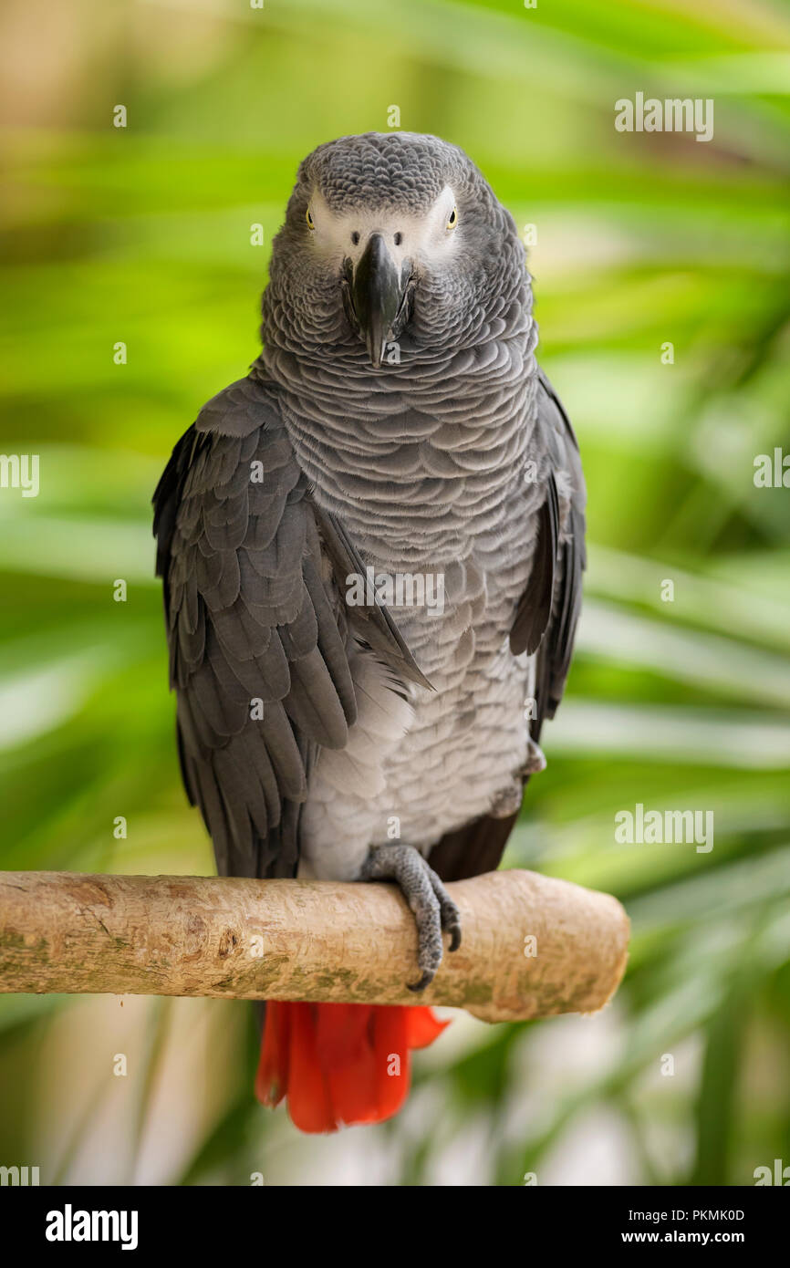 African Grey Parrot - Psittacus erithacus, beautiful large parrot from ...
