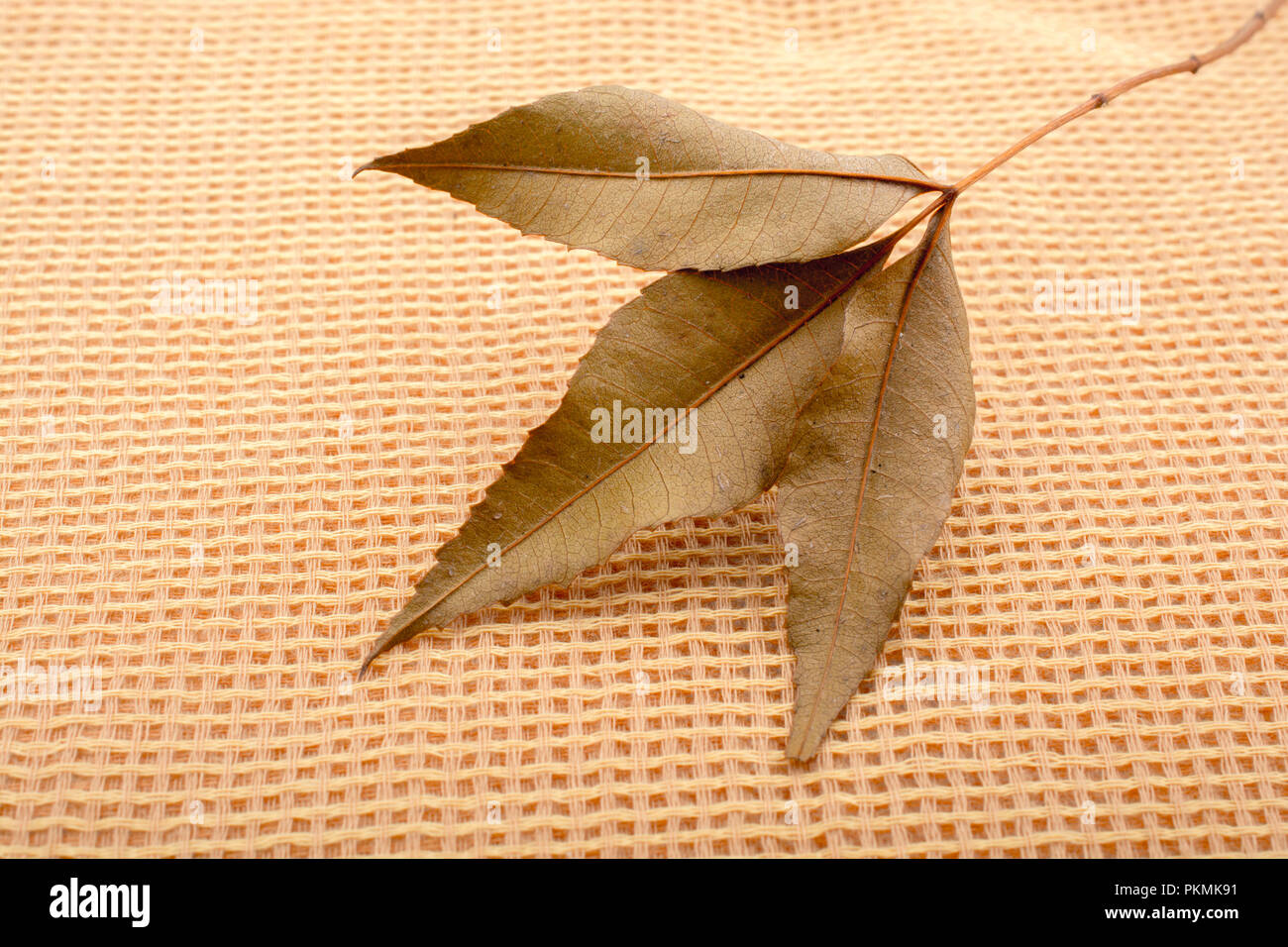Dry tree leaf as an Autumn background Stock Photo - Alamy