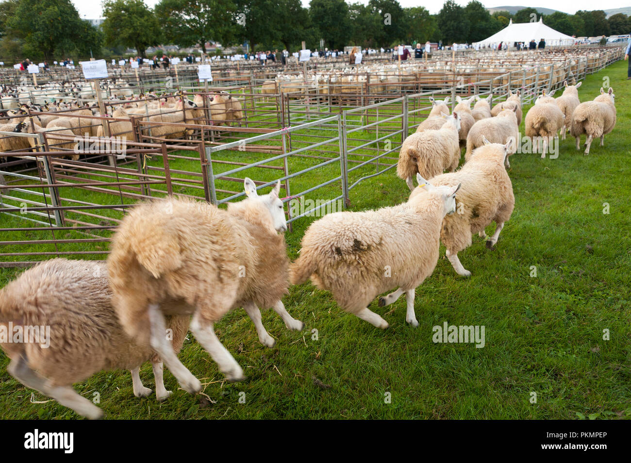 Welsh mule sheep hi-res stock photography and images - Alamy