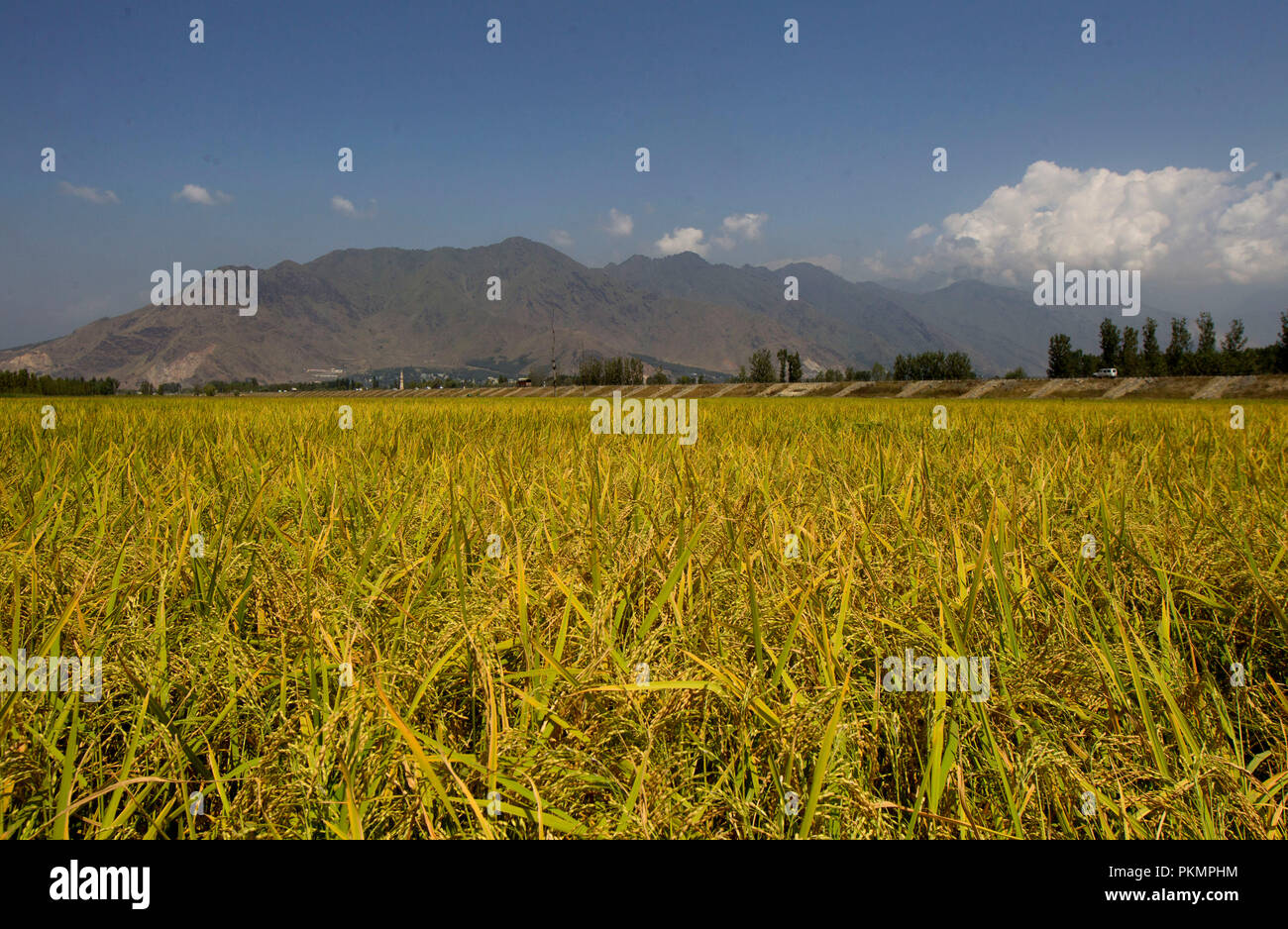 Srinagar. 14th Sep, 2018. Picture taken on Sept. 14, 2018 shows paddy ...
