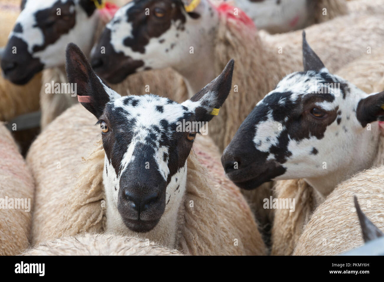 Welsh hill speckled face hi-res stock photography and images - Alamy