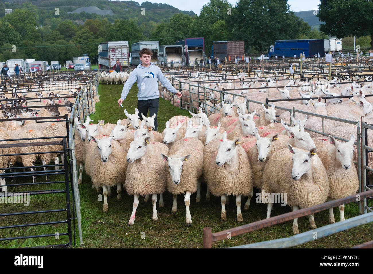 Beulah mule hi-res stock photography and images - Alamy