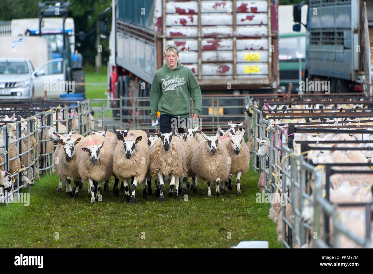 Welsh mule hi-res stock photography and images - Alamy