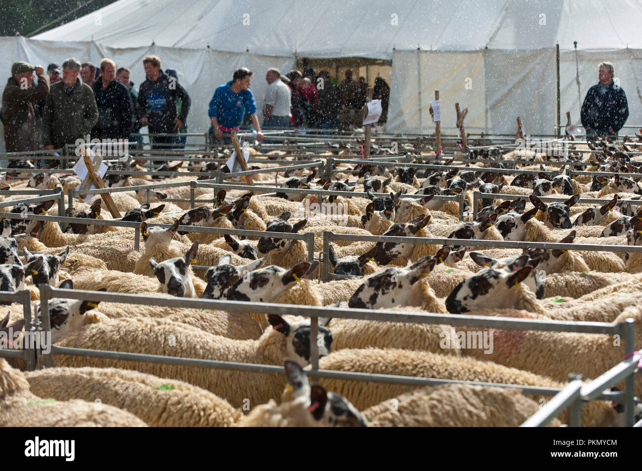 Welsh mule sheep hi-res stock photography and images - Alamy