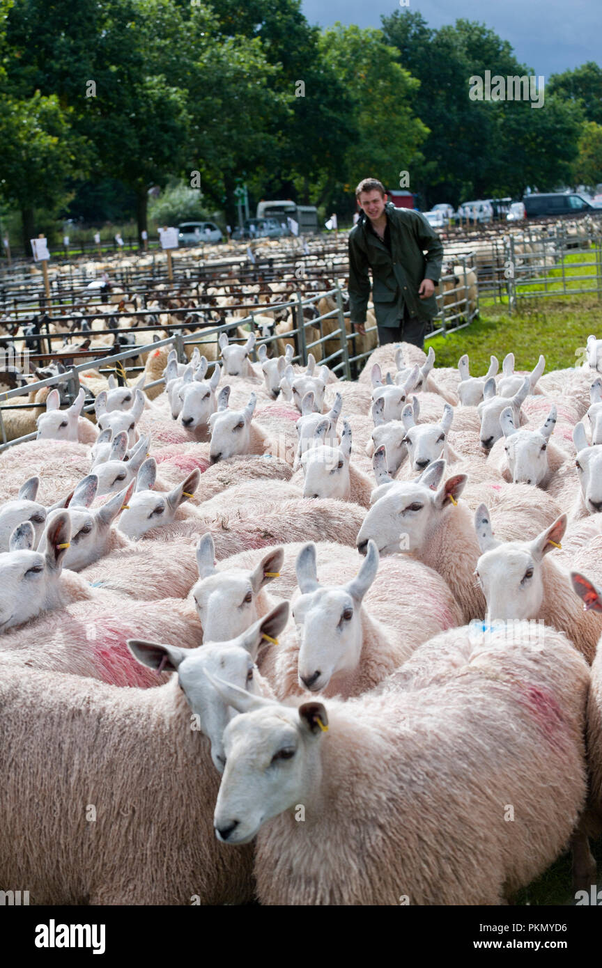 Welsh mule sheep hi-res stock photography and images - Alamy