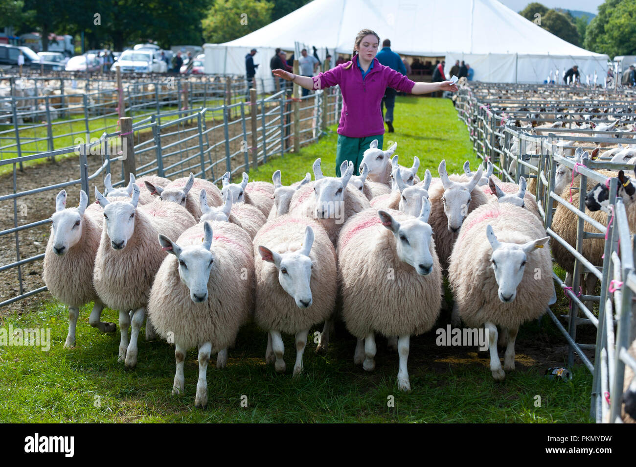 Llanelwedd, Powys, UK. 14th September 2018. The 38th Annual Special ...