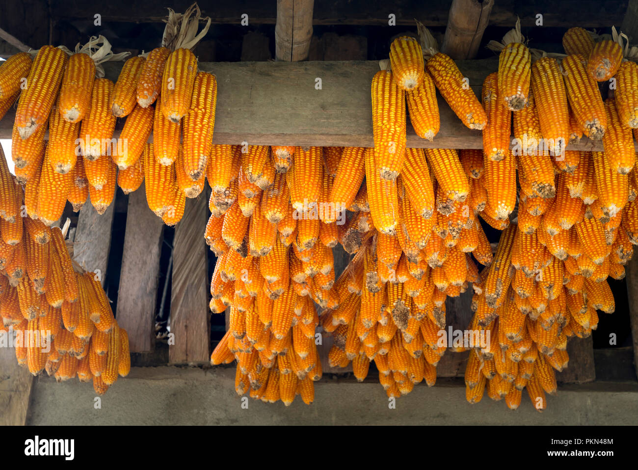 The corn harvested by the farmers is hung up in Vietnam Stock Photo - Alamy