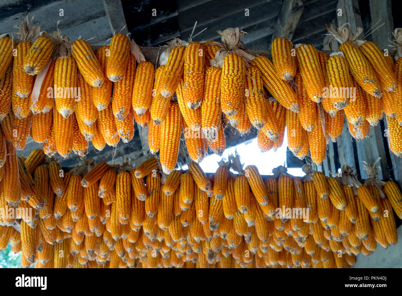 The corn harvested by the farmers is hung up in Vietnam Stock Photo - Alamy