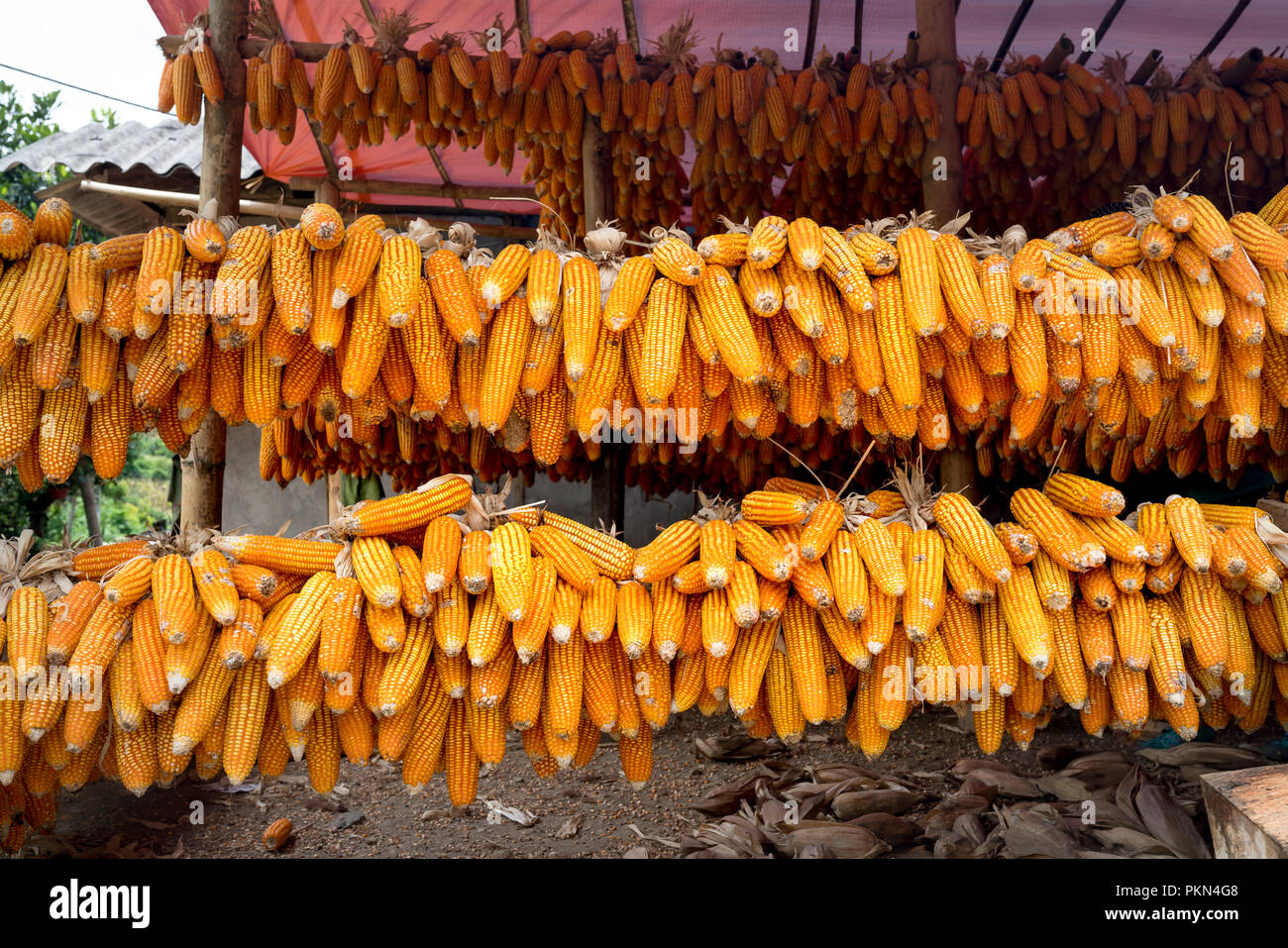 The corn harvested by the farmers is hung up in Vietnam Stock Photo - Alamy