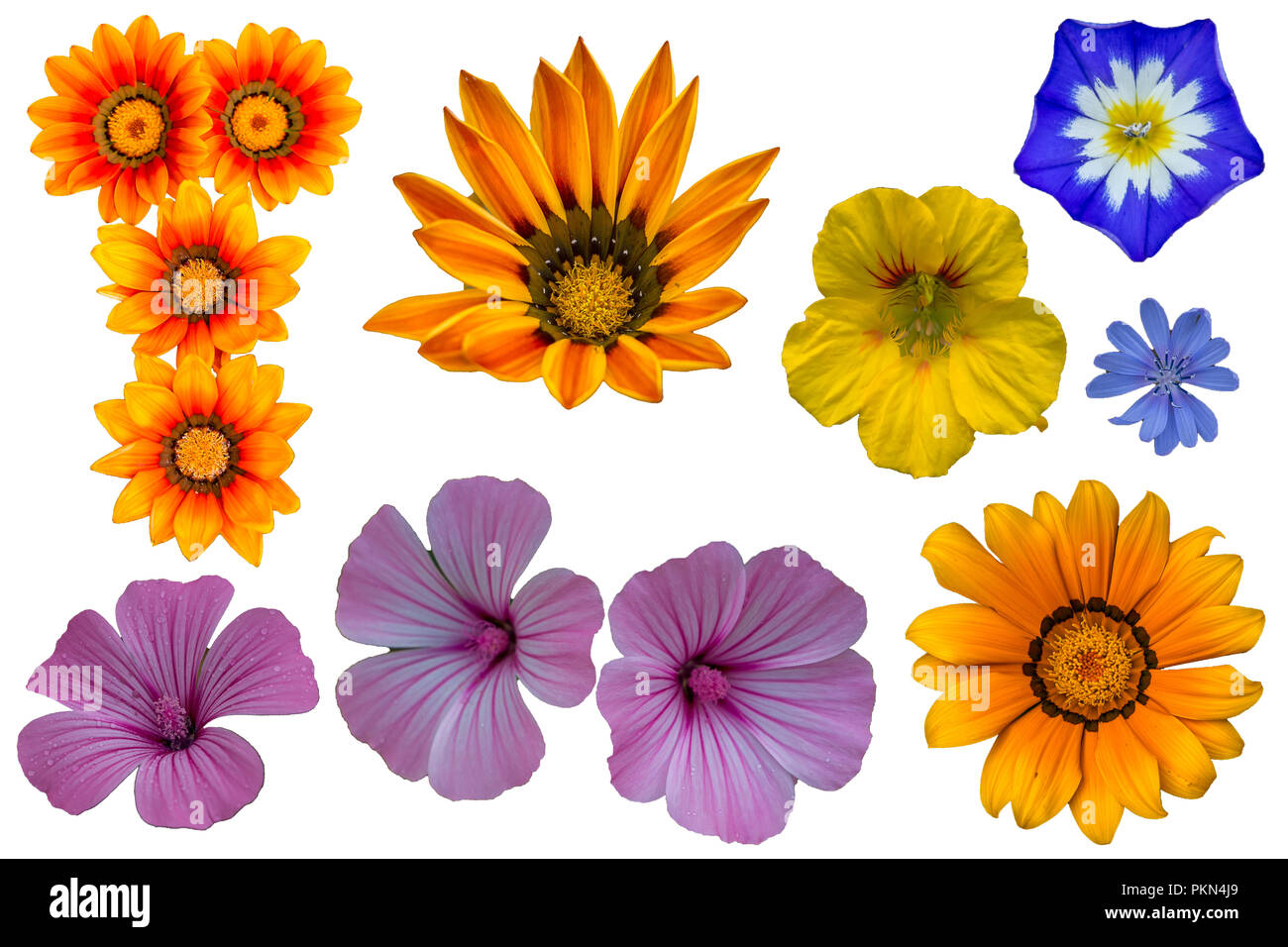 Pack of several flowers isolated Stock Photo - Alamy