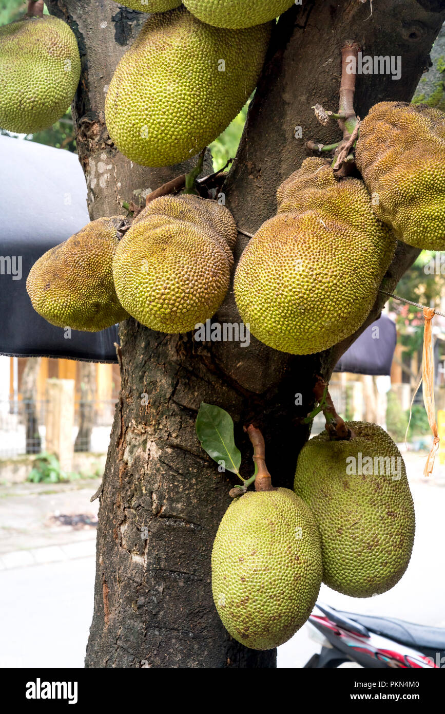 Jackfruit tree flower hi-res stock photography and images - Alamy