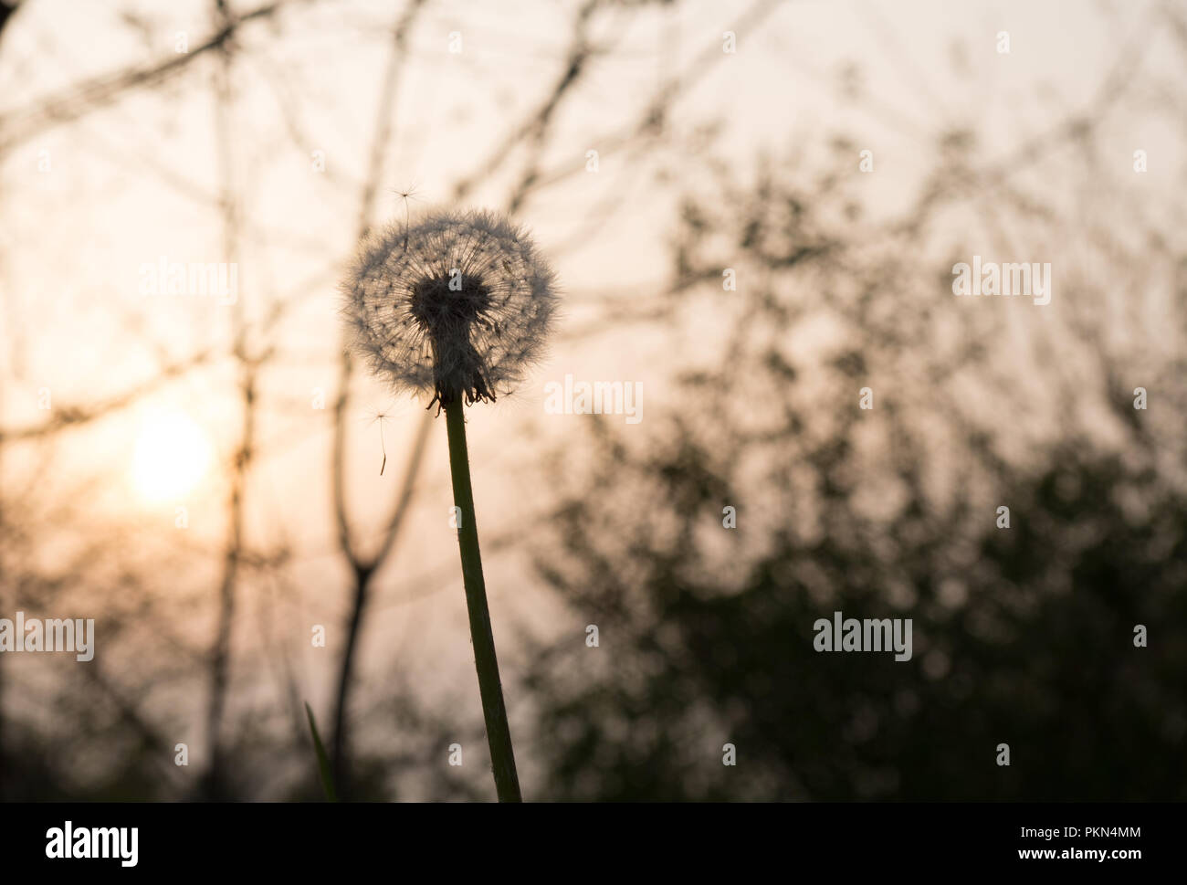 Dandelion at sunset Stock Photo - Alamy