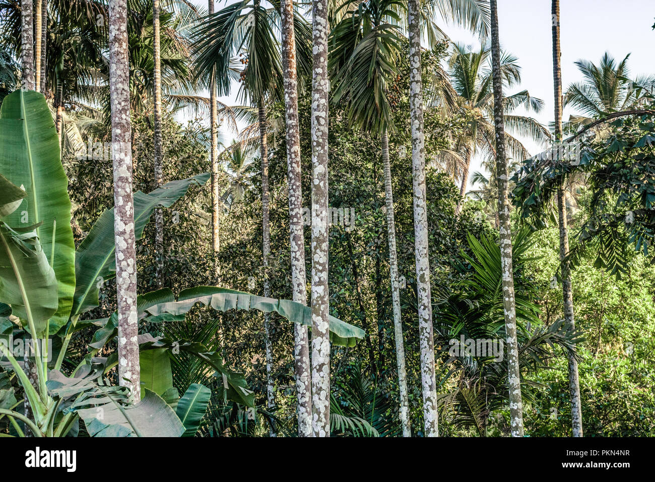 Palm leaves. Tropical Forest in the Indian, Goa. Beautiful landscape of ...