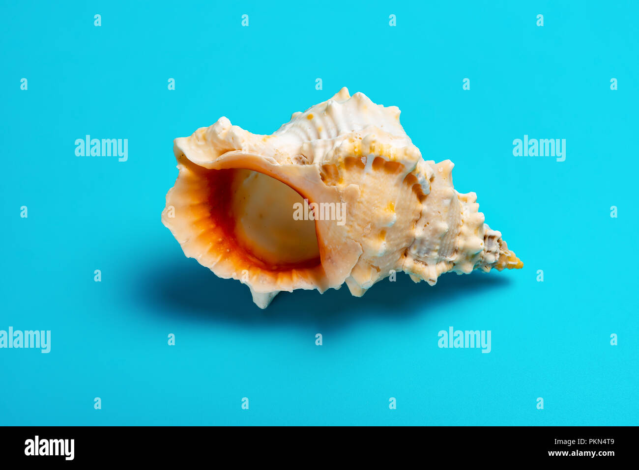 conch shell on a blue background Stock Photo - Alamy