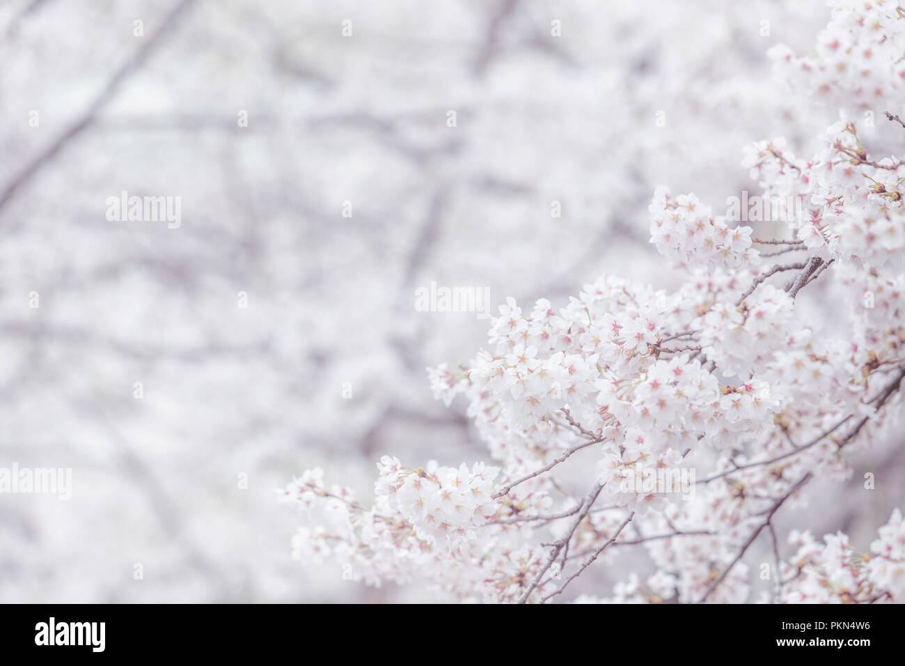 Cherry blossom in spring with soft focus, background Stock Photo - Alamy