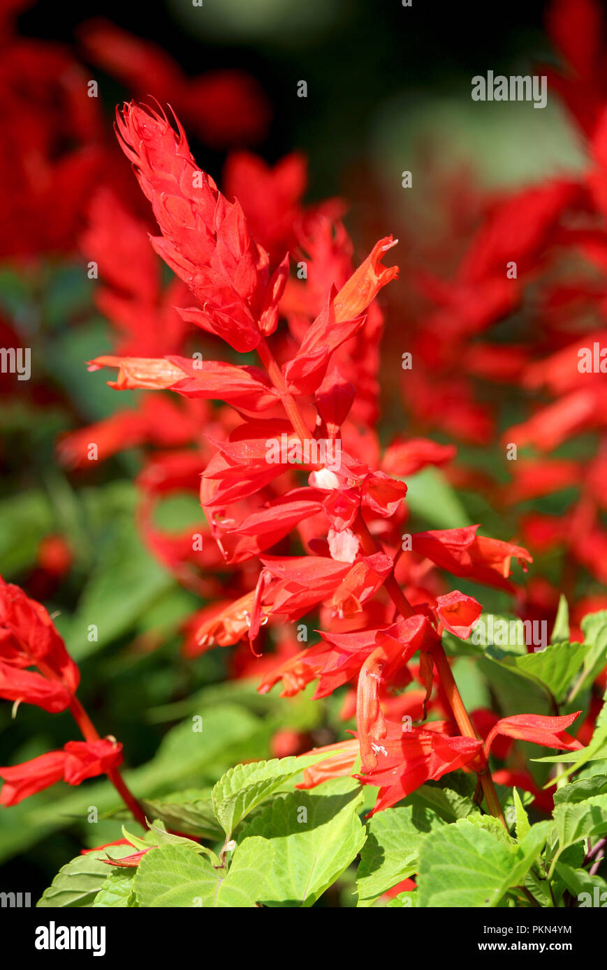 Scarlet sage salvia splendens hi-res stock photography and images - Alamy
