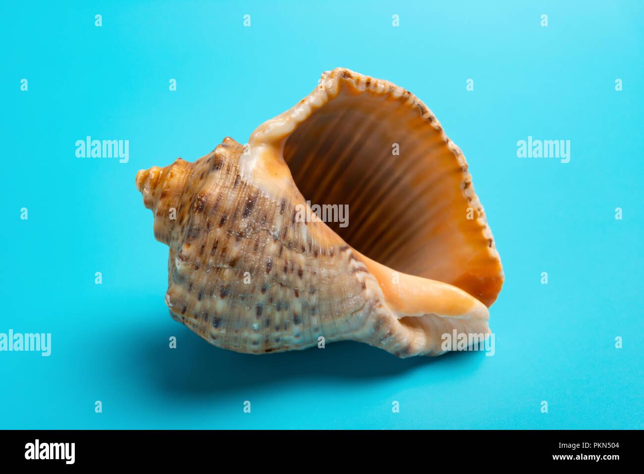 conch shell on a blue background Stock Photo - Alamy
