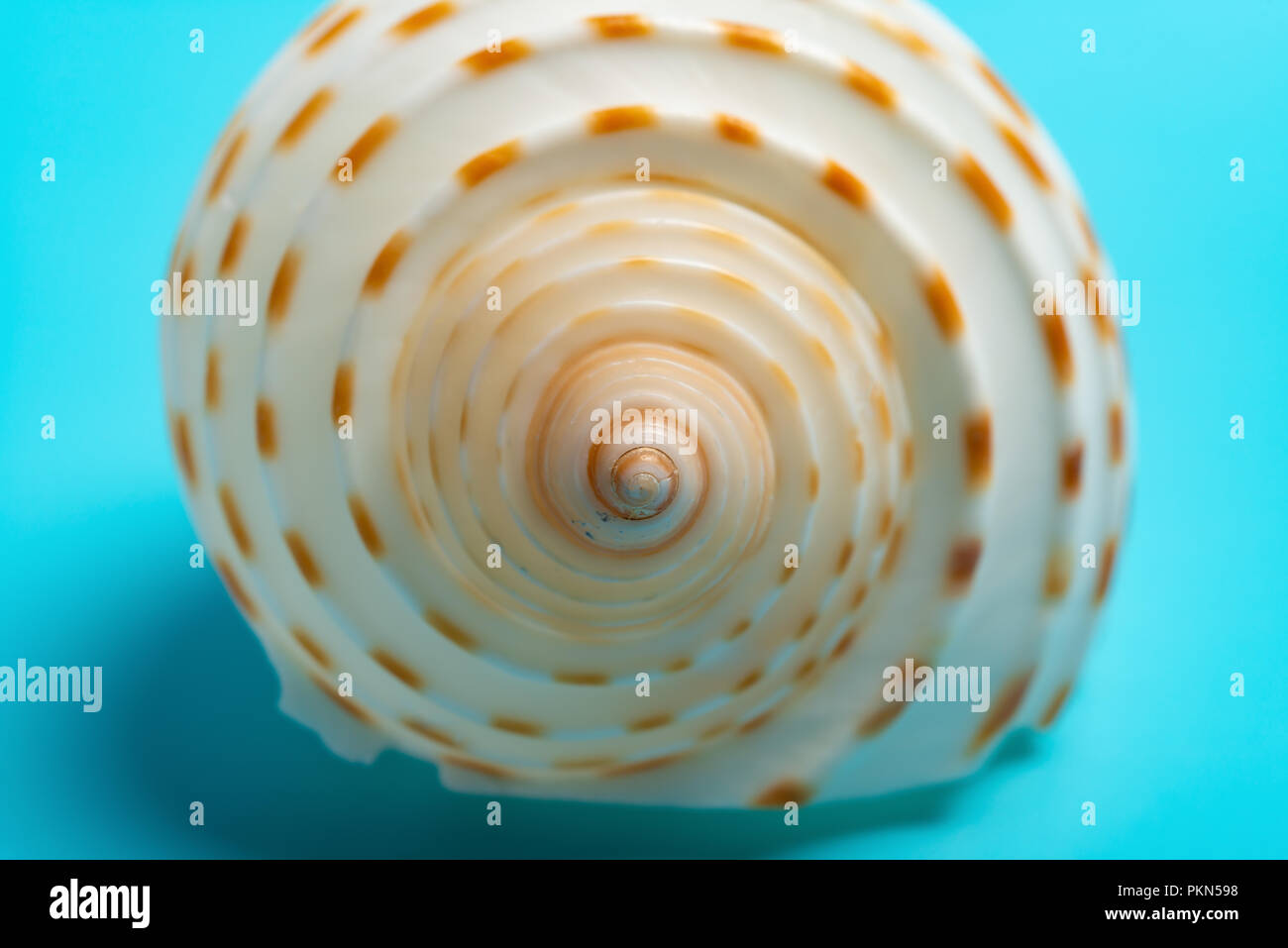 Focused shell hi-res stock photography and images - Alamy