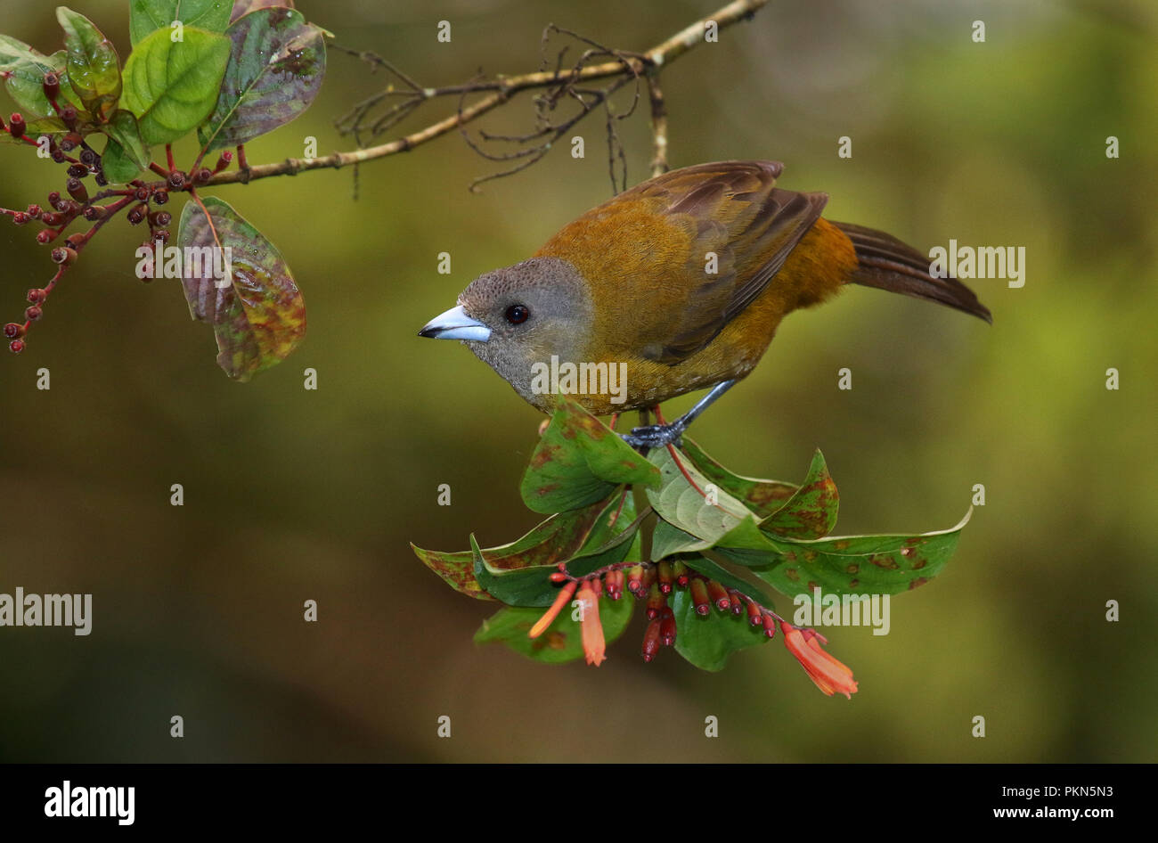 A female of passerini's tanager photographed in La Fortuna, Costa Rica ...