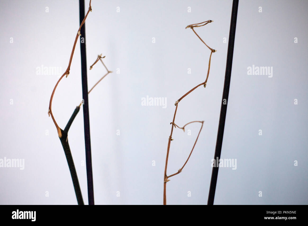 Dying plant hi-res stock photography and images - Alamy