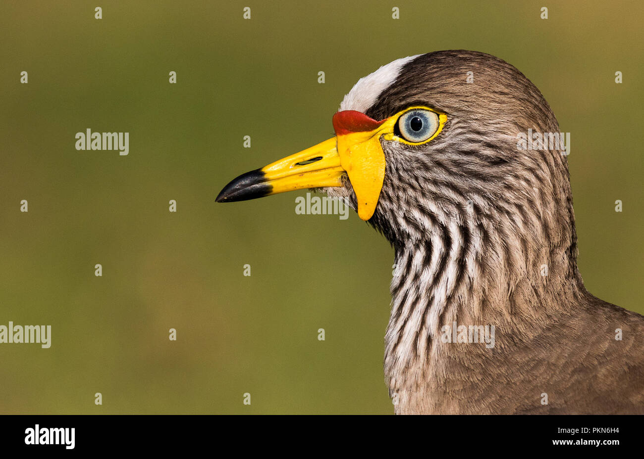 African wattle lapwing hi-res stock photography and images - Alamy