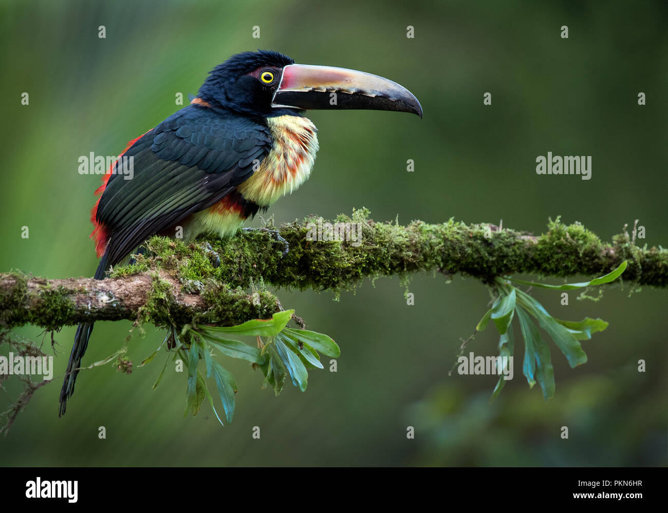 A collared aracari photographed in Costa Rica Stock Photo - Alamy