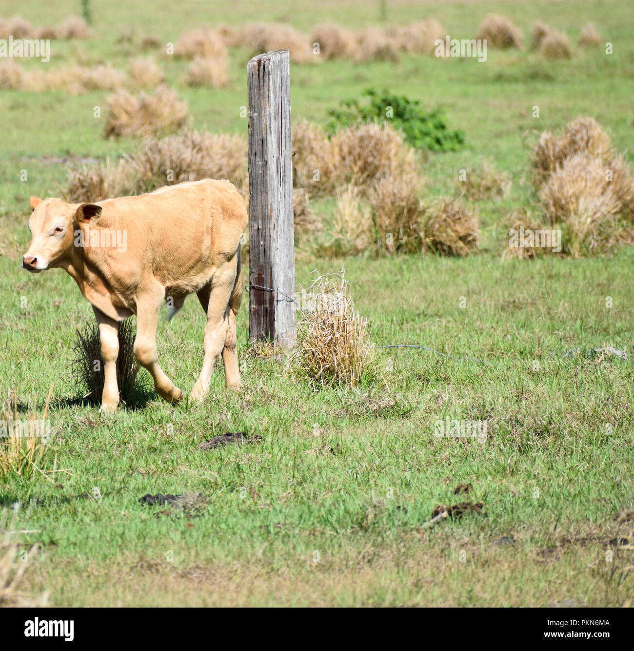 Calf walking on grass hi-res stock photography and images - Alamy