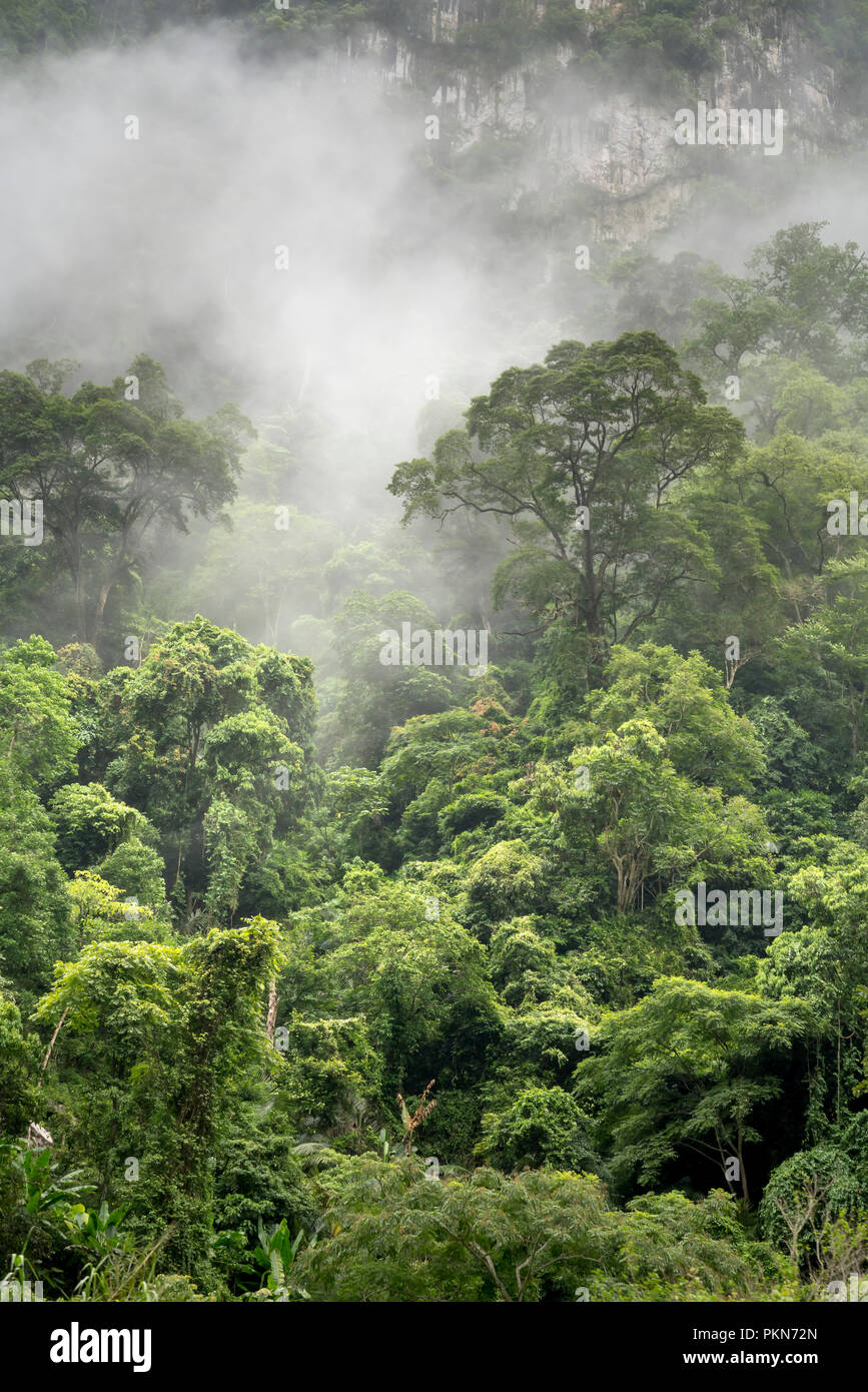 See beautiful scenery of tropical forest in Ba Be Lake in Bac Kan ...