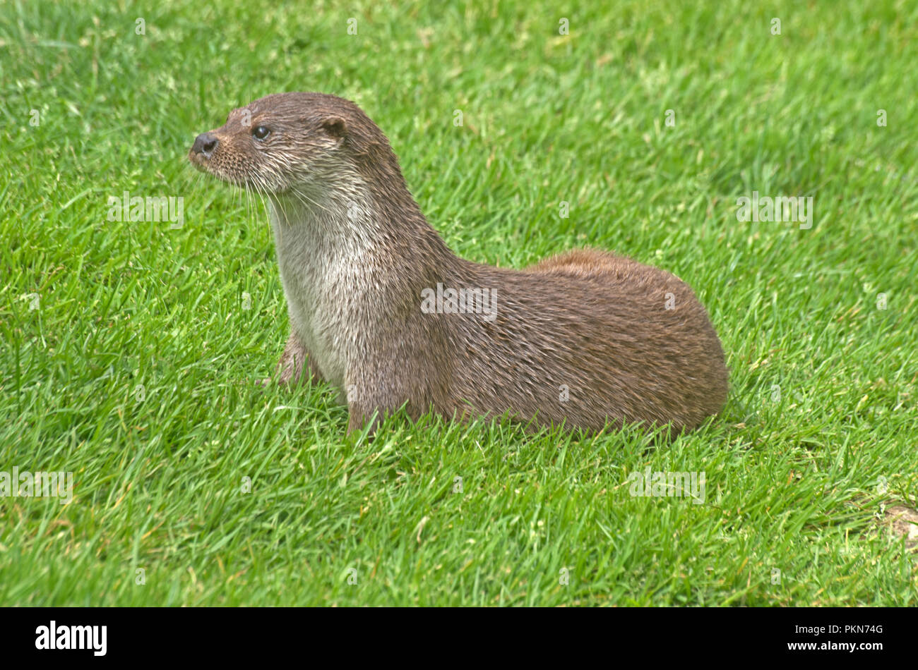BRITISH OTTER Lutra Lutra Captive Stock Photo - Alamy