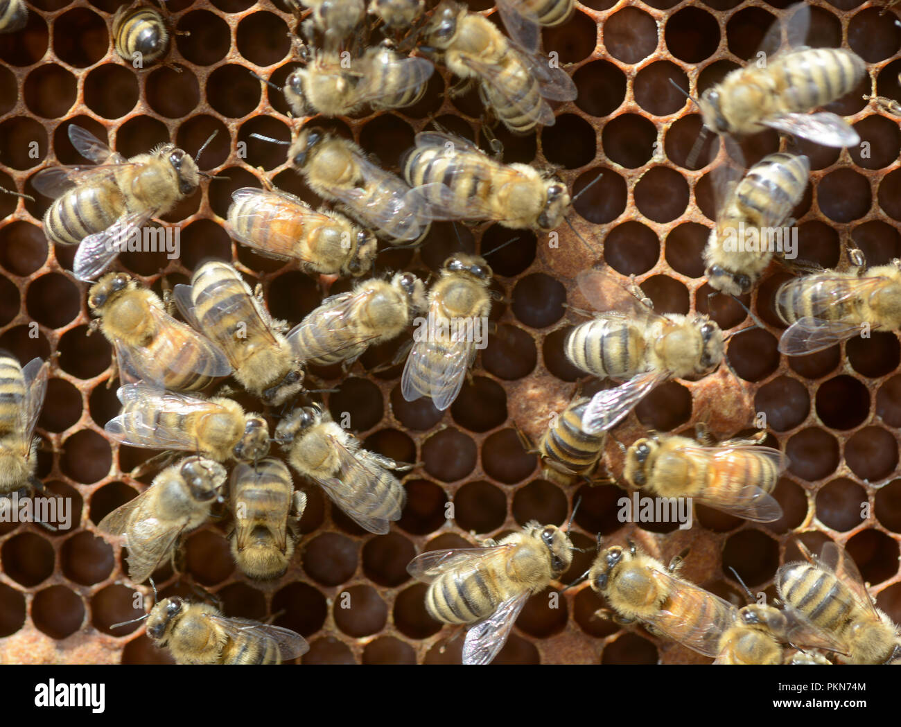 Honey bees work together in their hive Stock Photo - Alamy
