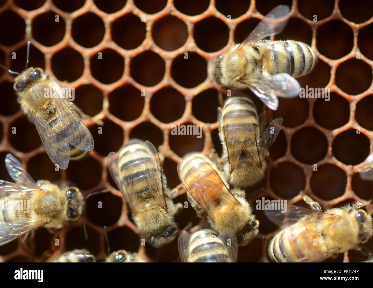 Honey bees work together in their hive Stock Photo - Alamy