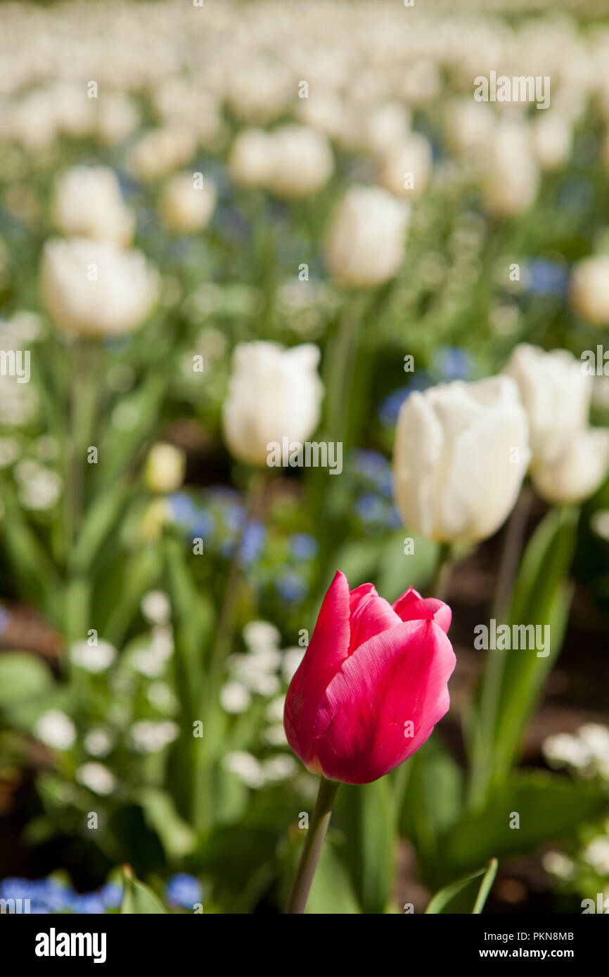 Rot weiss rote hi-res stock photography and images - Alamy