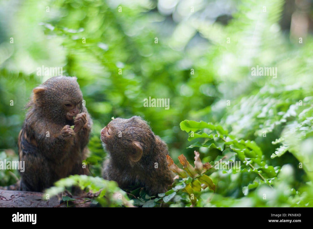 Pygmymarmosets hi-res stock photography and images - Alamy