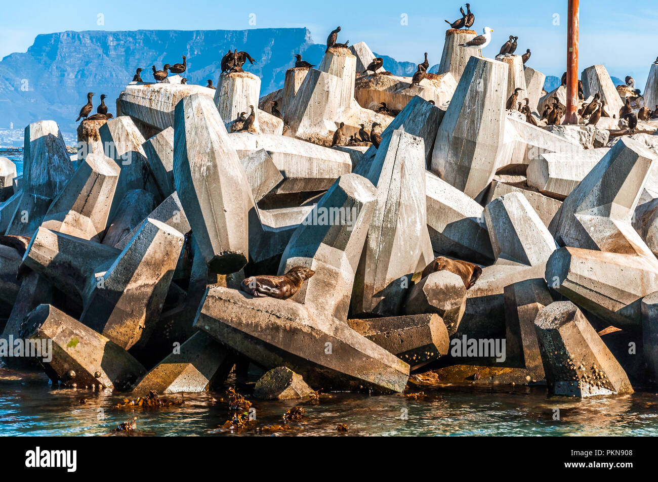 Species of sea life animals hi-res stock photography and images - Alamy