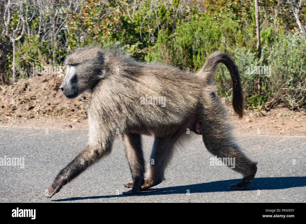 Animals near roads hi-res stock photography and images - Alamy