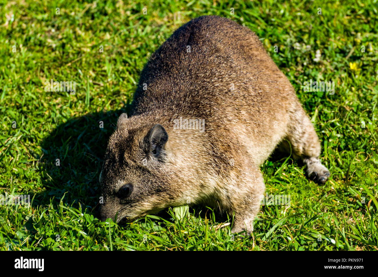 Burrowing rodent hi-res stock photography and images - Alamy