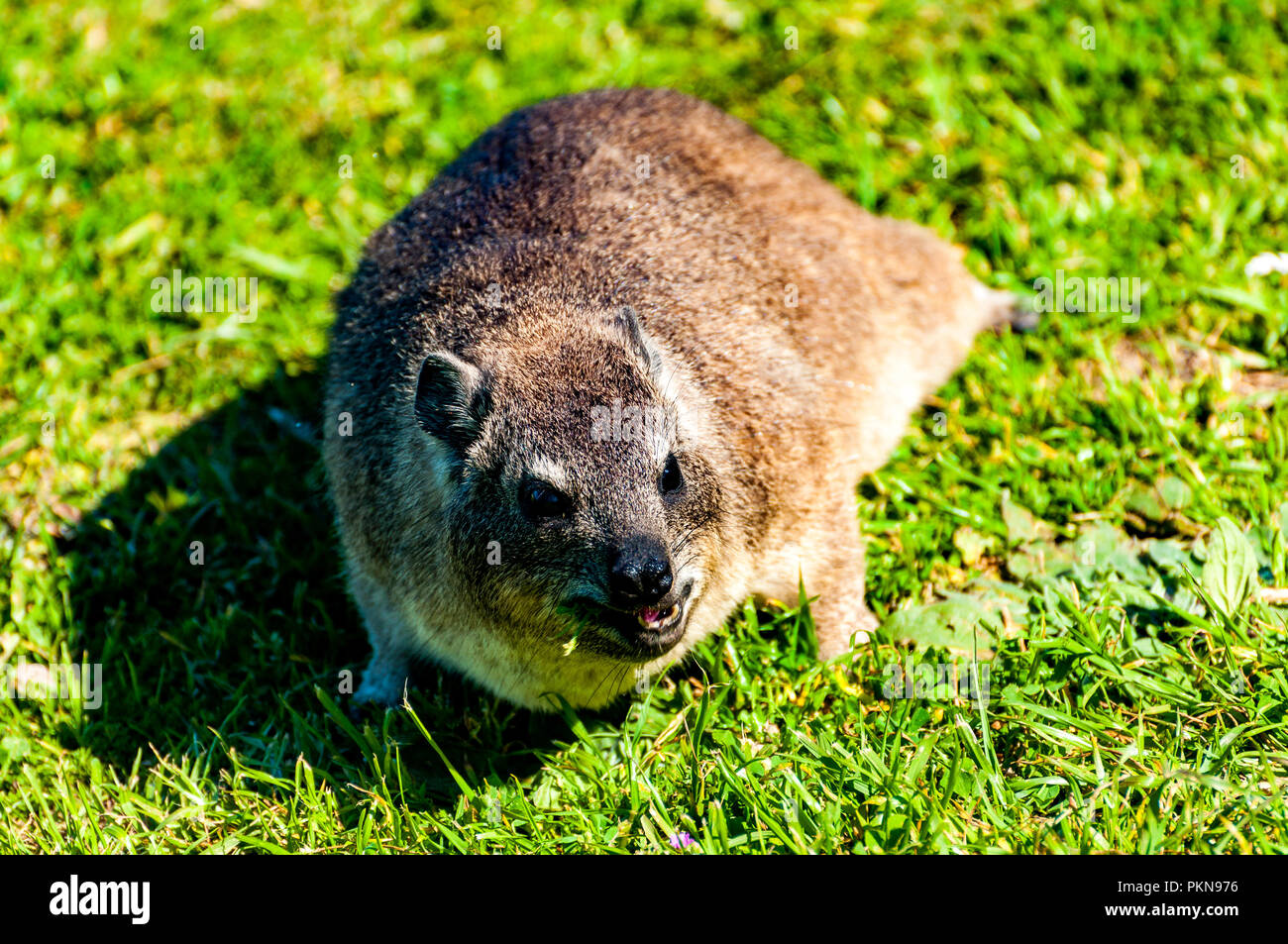 African rabbit hi-res stock photography and images - Alamy