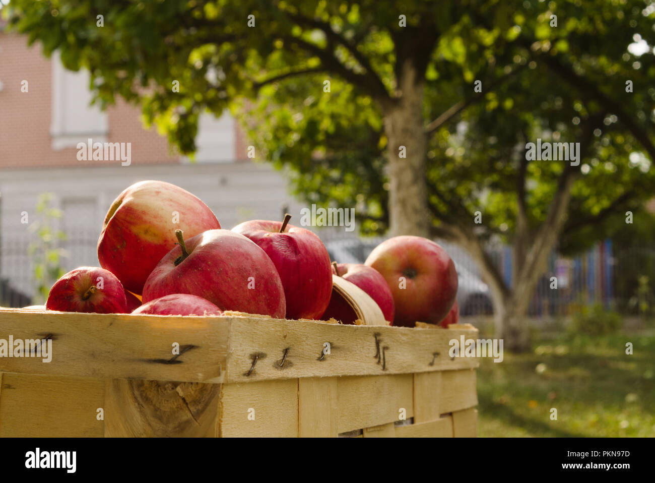 Basket apples under apple tree hi-res stock photography and images - Alamy