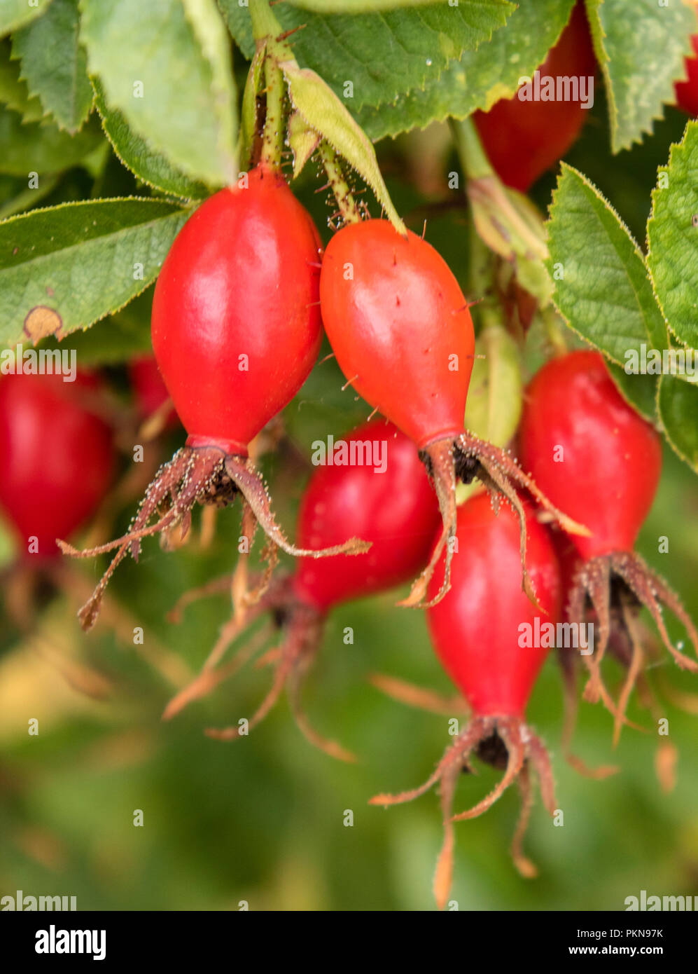 Autumn Rose Hips Stock Photo - Alamy